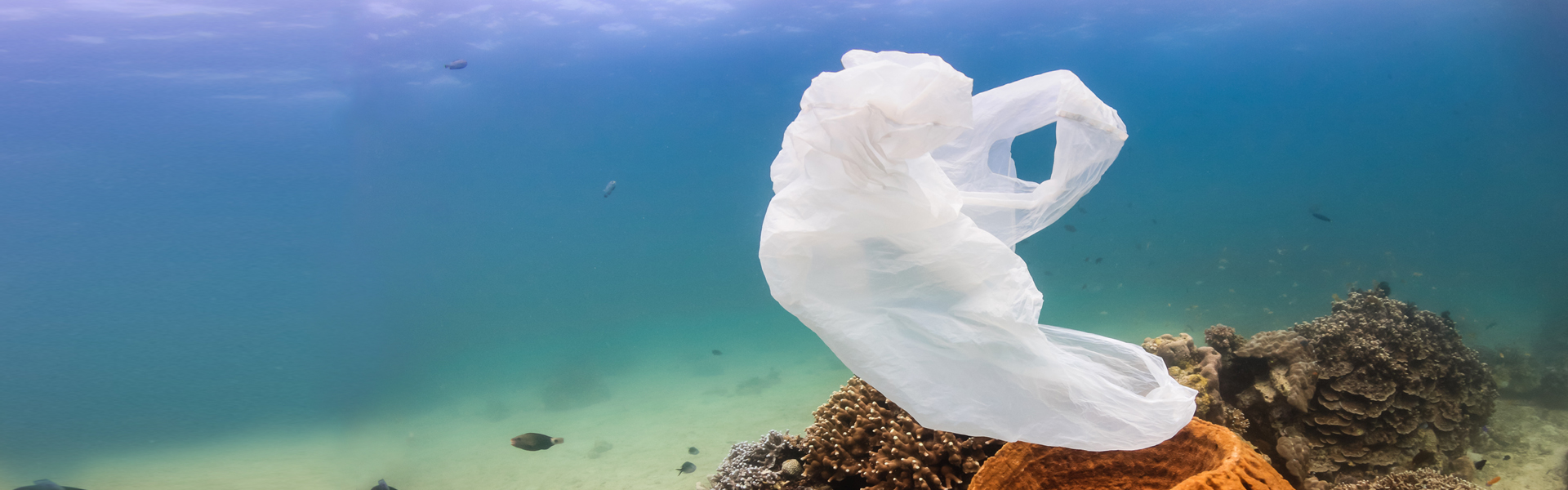 End-of-Life Disposal Options | Nature-Pack™ Recyclable Packaging